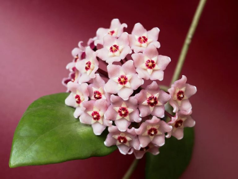 Beginner’s Guide to Hoya Plants: Easy Varieties & Top Care Tips