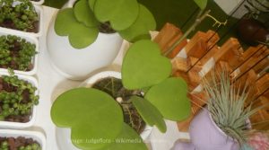 Hoya Kerrii Heart Plants: Ultimate Care And Growing Guide - My Plant Factor