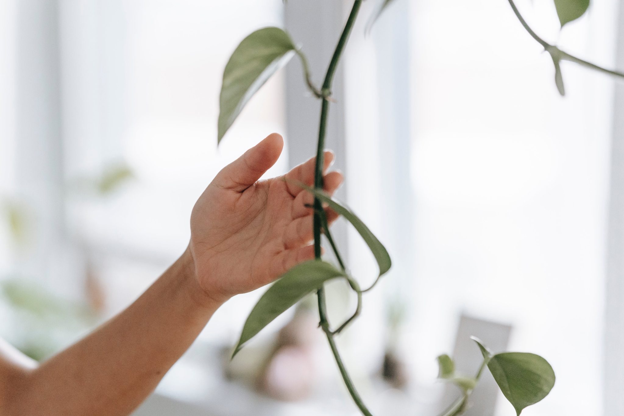 Hoya Sarawak: Identification and Care Guide - My Plant Factor