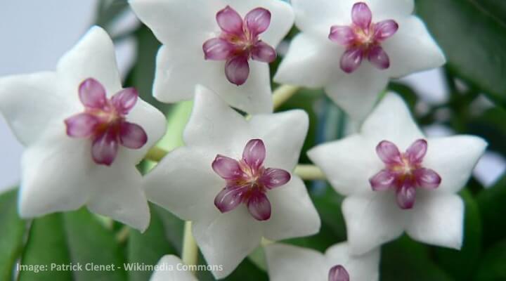 Beginner’s Guide to Hoya Plants: Easy Varieties & Top Care Tips