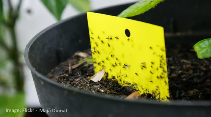 Tiny Black Bugs on Houseplants? How to Remove Them Fast